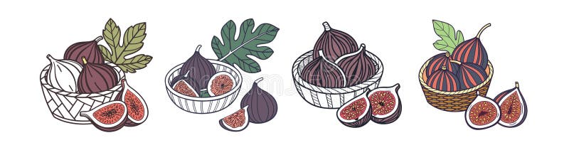 Set of Stylized Figs Isolated Stock Vector - Illustration of isolateds ...