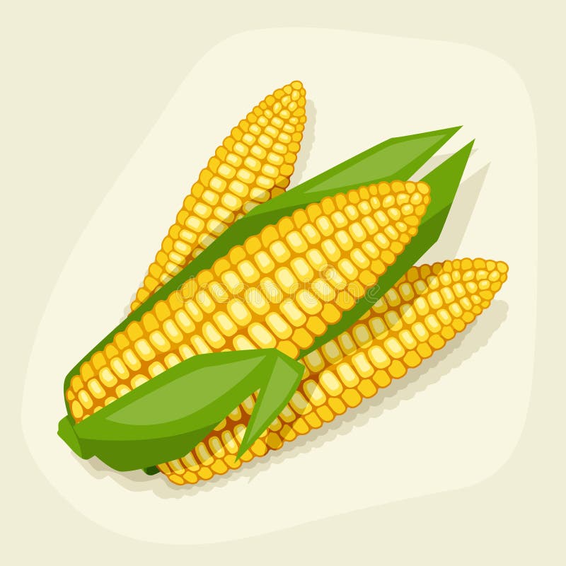 Vector Background with Grains and Cobs of Corn and Red Ribbon Stock ...