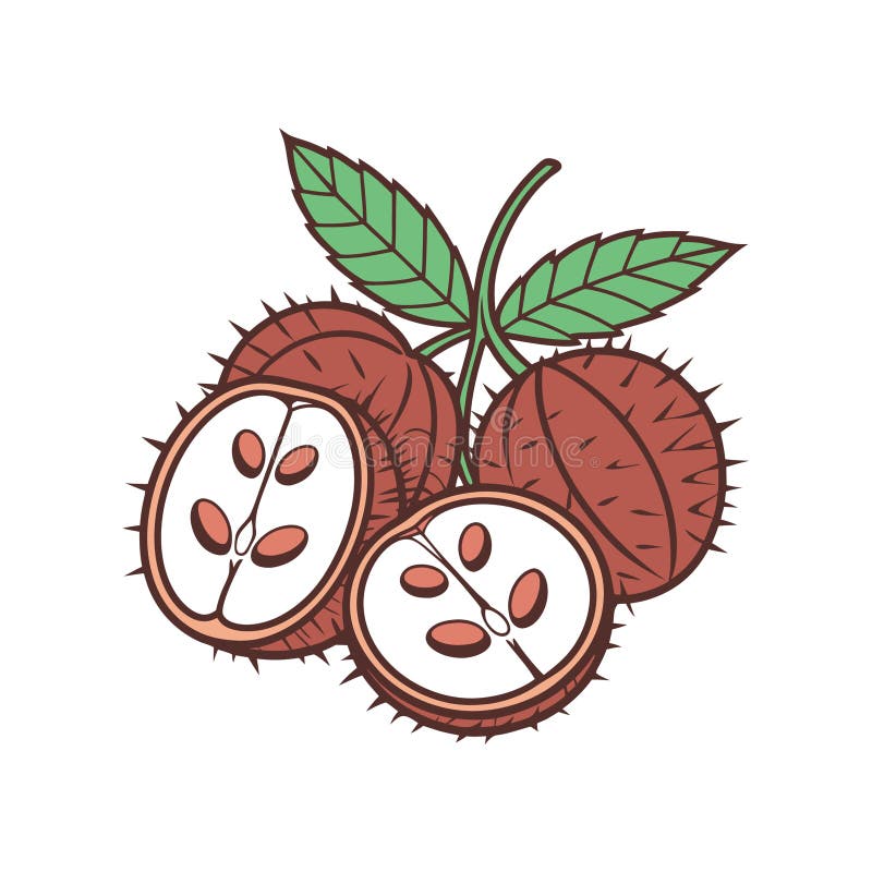 Section Detail Vector Format Stock Illustrations – 26 Section Detail ...