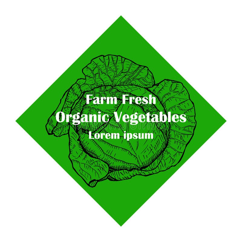 Stylized Vector Paint Hand Drawn Picture of Cabbage Stock Vector ...