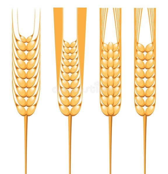 Stylized Corn Stock Illustrations – 1,226 Stylized Corn Stock ...