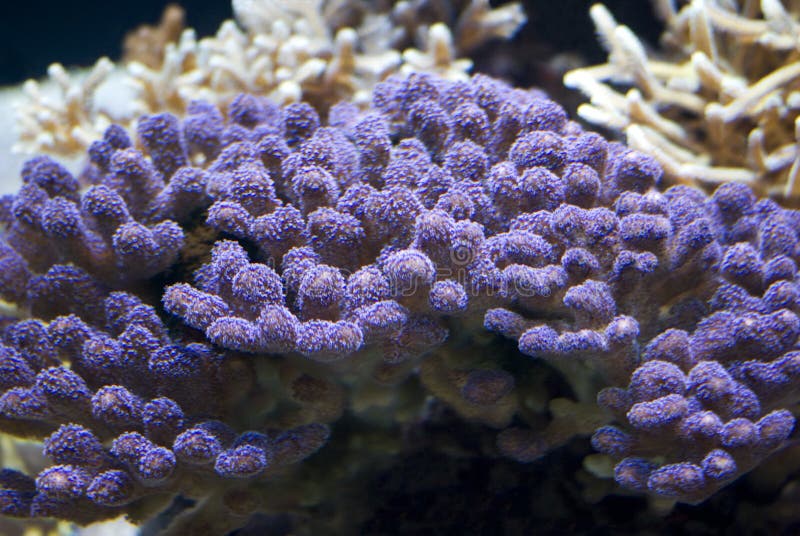 Stylophora Milka stock photo. Image of abstract, life - 78668470