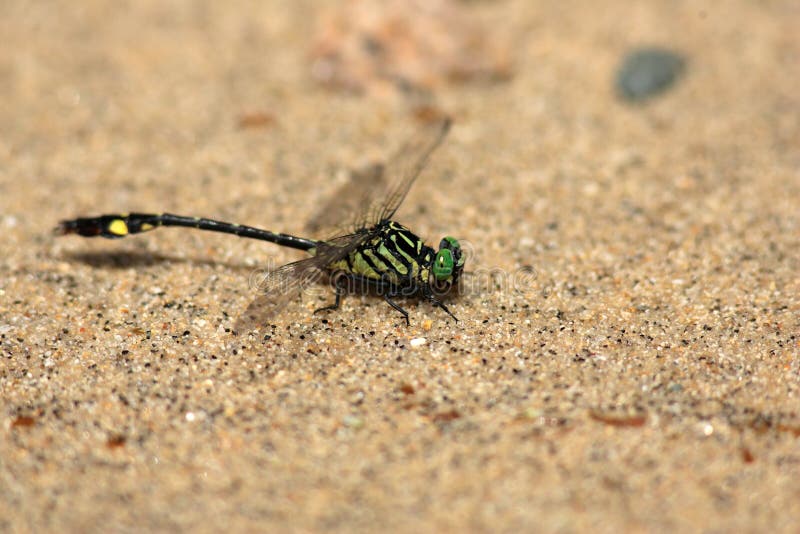 Stylurus Oculatus Dragonfly Stock Image - Image of wildlife, dragonfly ...