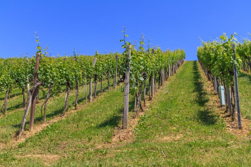 Styrian Tuscany Vineyard, Styria, Austria Stock Photo - Image of garden ...