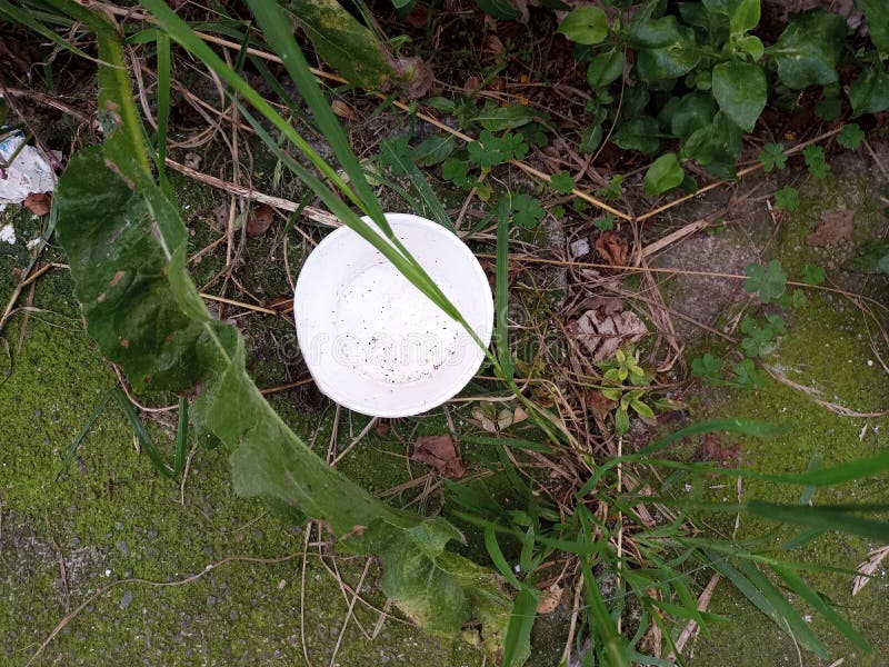 Styrofoam Thrown on the Floor Next To Plants As Pollution of the ...