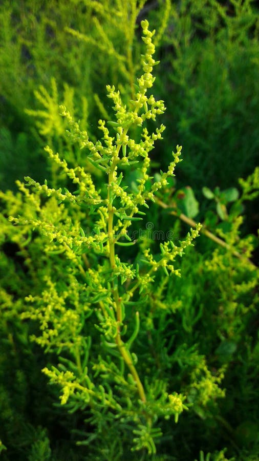 Suaeda maritima tree stock photo. Image of branches, mangrove - 71059018