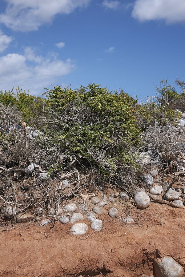 Suaeda vera shrub stock photo. Image of fresh, environment - 166316214