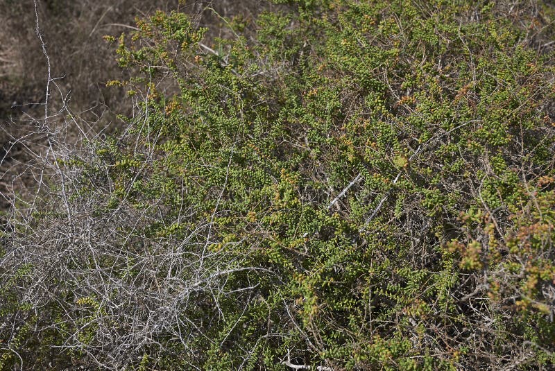 Suaeda vera shrub stock image. Image of nature, fruticosa - 166316091