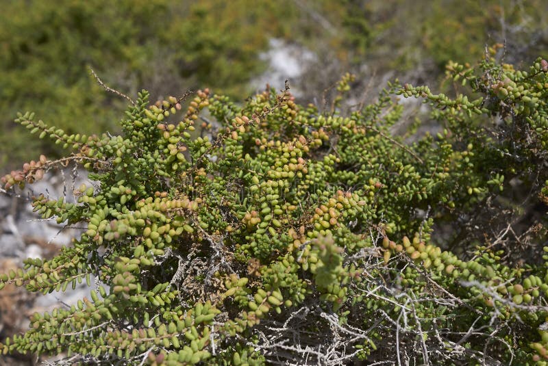 Suaeda vera shrub stock image. Image of leaf, branch - 166316177