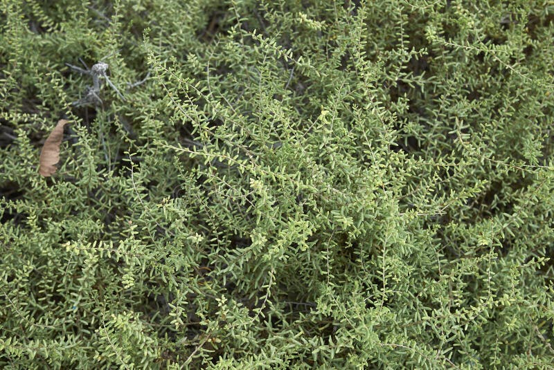 Suaeda vera shrub stock image. Image of seablite, leaves - 166316317