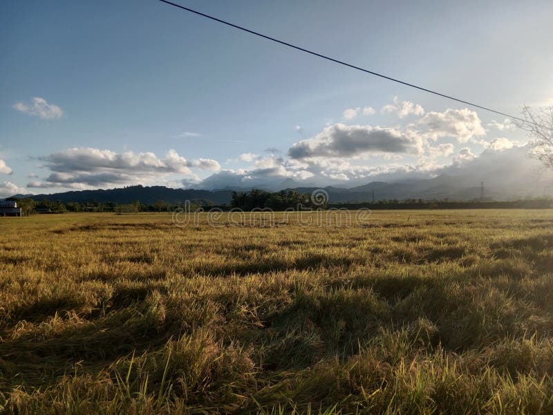 Suasana Sawah Di Pagi Hari / in the Morning Stock Photo - Image of ...