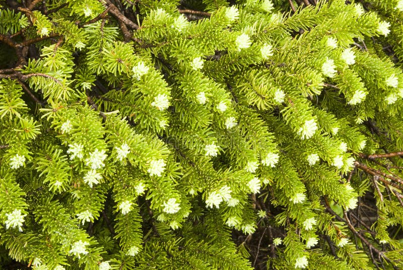 Colors of the Spring stock photo. Image of california - 25955810