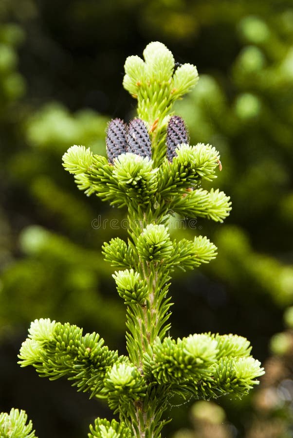 Sub Alpine Spruce stock image. Image of plants, branch - 10866325