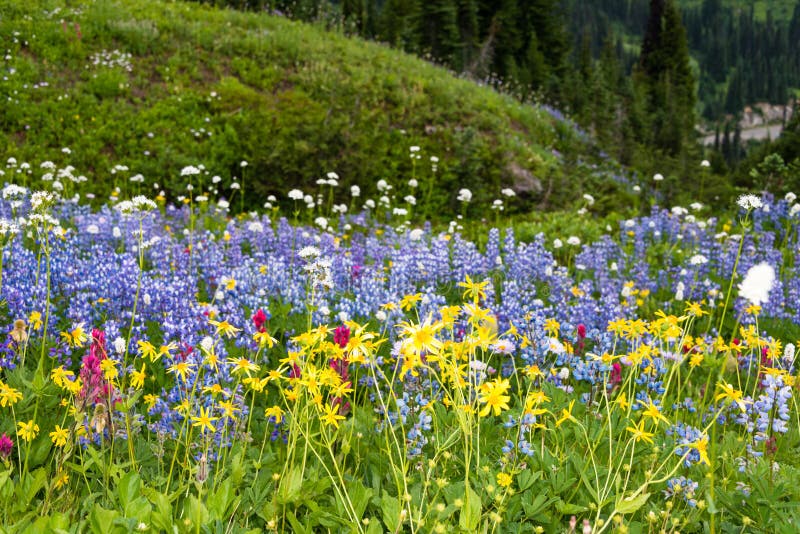 Sub Alpine Wildflowers stock image. Image of alpine, natural - 26368945