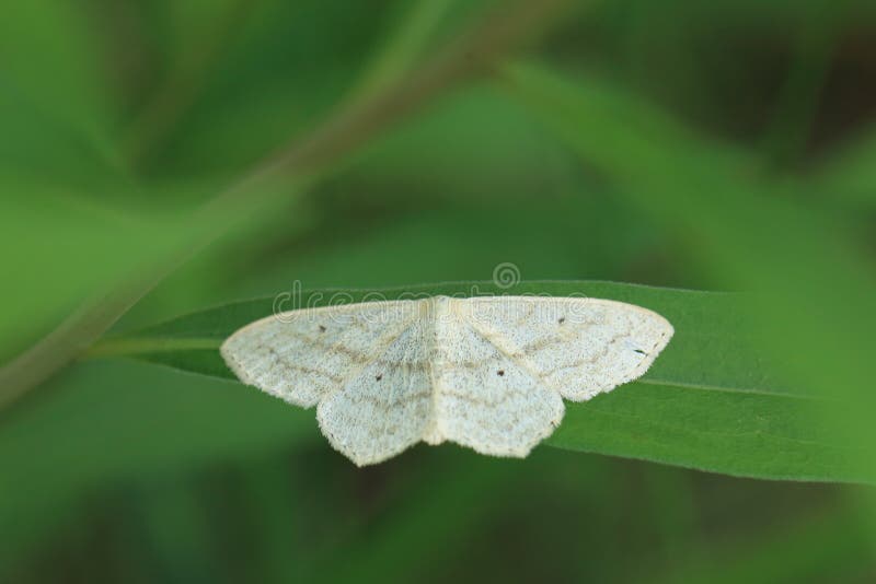 Sub-angled wave moth stock photo. Image of nature, nigropunctata ...