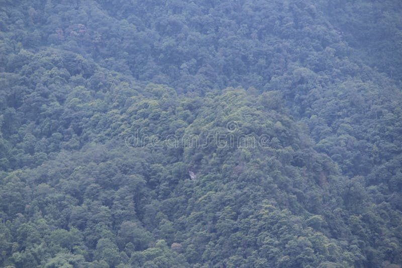 SUB TROPICAL FORESTS stock photo. Image of plant, close - 167430158