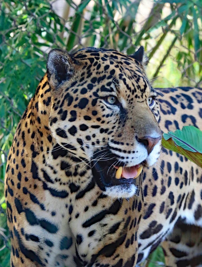 212 Jaguar Mouth Open Stock Photos - Free & Royalty-Free Stock Photos ...