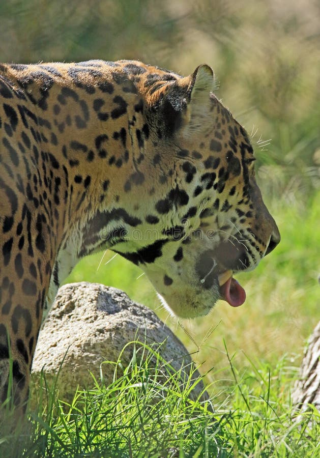 211 Jaguar Mouth Open Stock Photos - Free & Royalty-Free Stock Photos ...