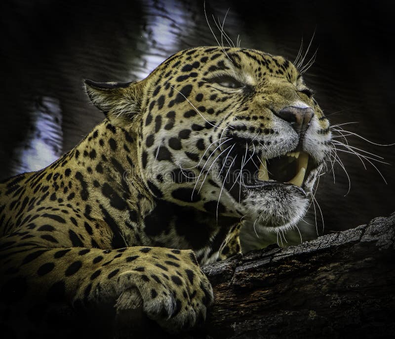 Jaguar Mouth Open stock photo. Image of cute, predator - 16132128