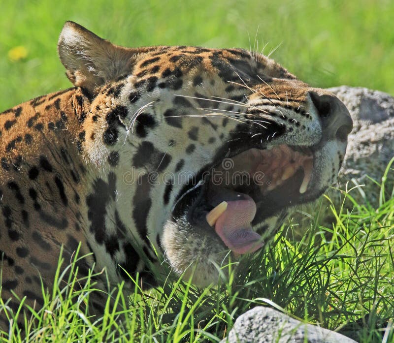 211 Jaguar Mouth Open Stock Photos - Free & Royalty-Free Stock Photos ...