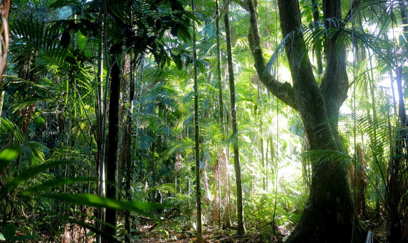Sub tropical rainforest stock photo. Image of brazilian - 285571790