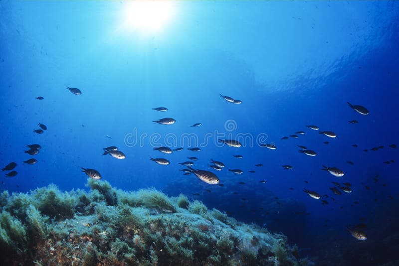 Paesaggio subacqueo immagine stock. Immagine di immersione - 2692193