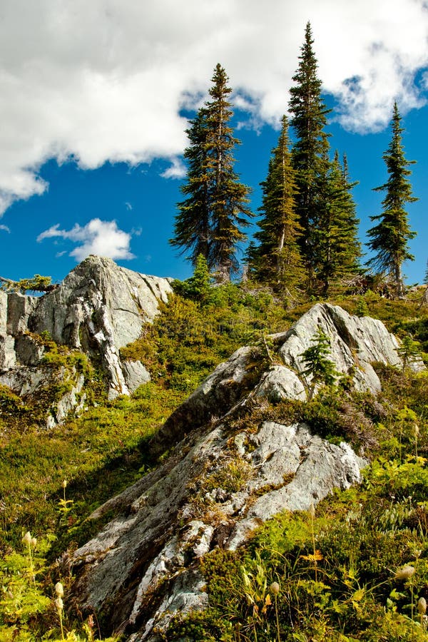 Subalpine Fir Trees In The Cascade Mountains Stock Image - Image of ...