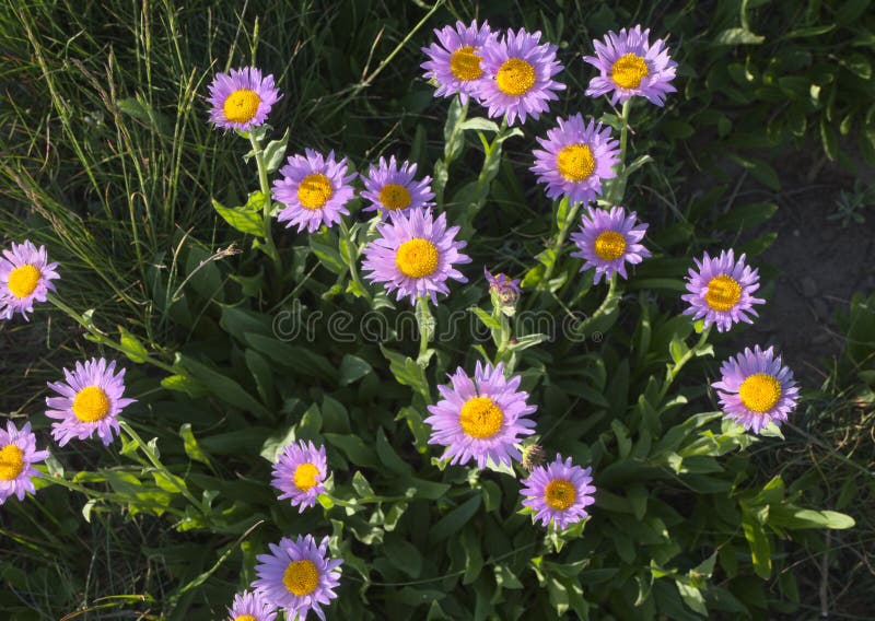 Subalpine fleabane stock image. Image of nature, idaho - 120742041
