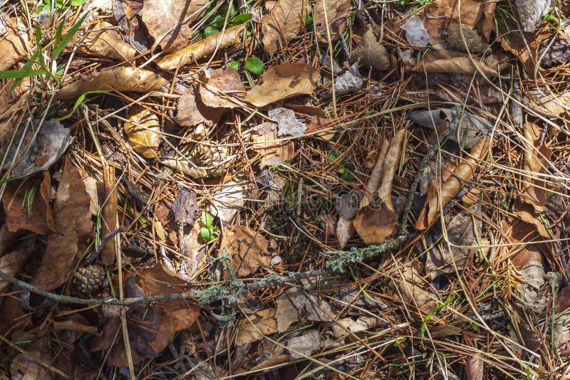 Subalpine Meadows, Young Saplings of Tree-like Plants Suffering from ...