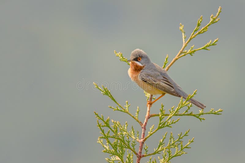Subalpine Warbler - Sylvia Cantillans Stock Image - Image of animal ...