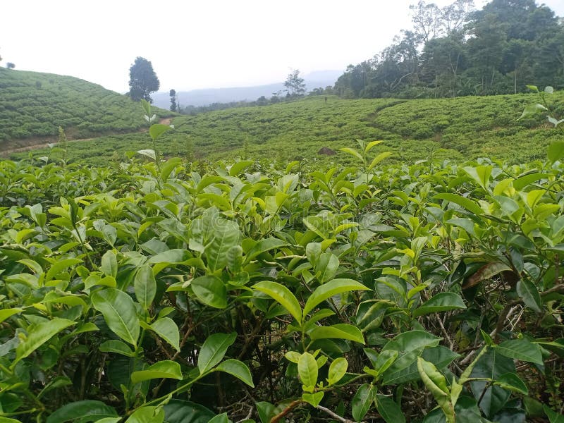 Subang Tea Garden West Java Indonesia Stock Photos - Free & Royalty ...
