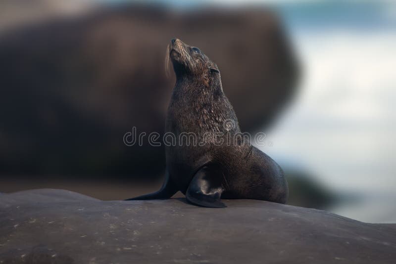 Subantarctic Fur Seal stock image. Image of animal, lovely - 309612373