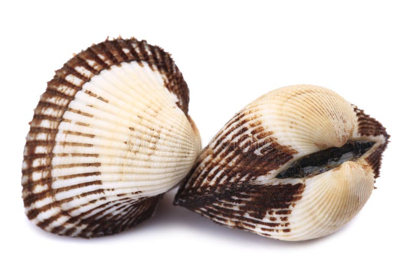 Subcrenata de Scapharca imagen de archivo. Imagen de bebida - 143218067