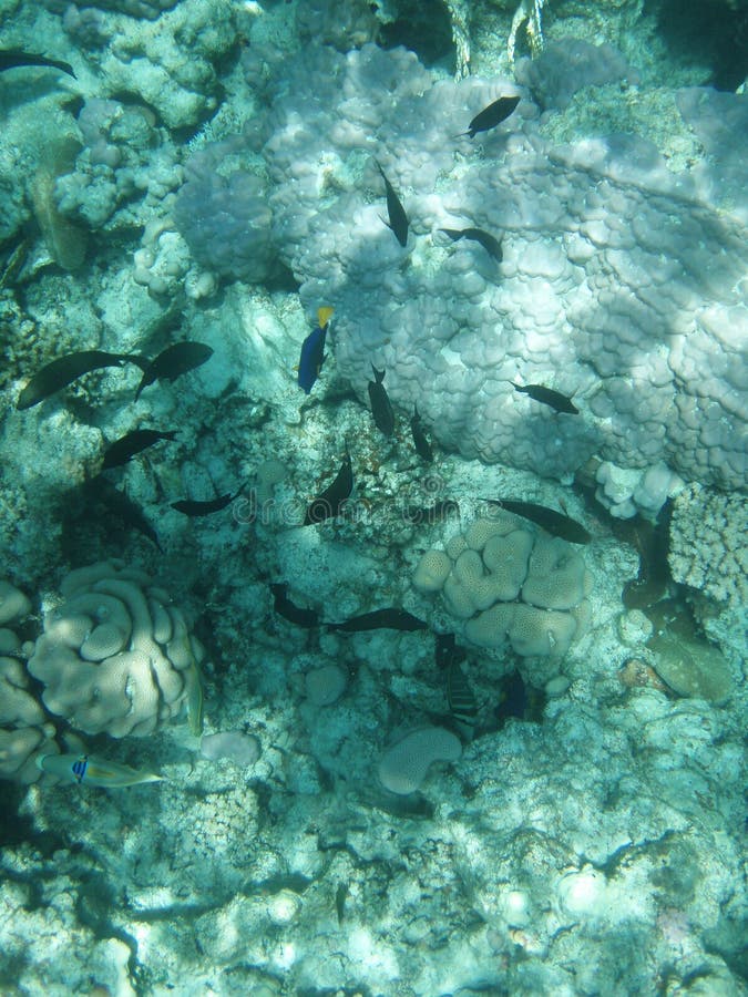 Submarine stock image. Image of undersea, coral, light - 35210149