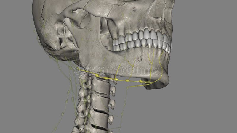 Lymphatic Vessels of the Iower Limb Stock Video - Video of immune ...