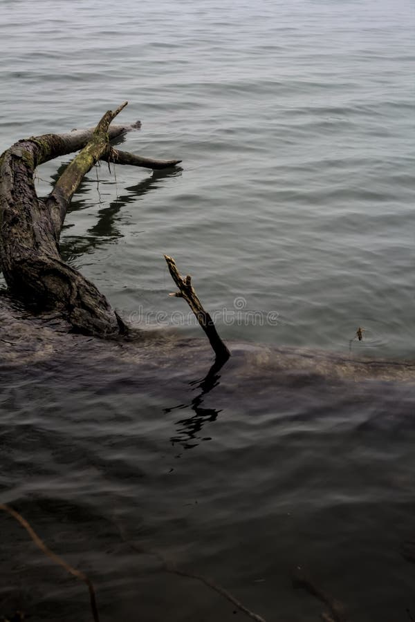 Submerged and Bare Tree in a River on a Foggy Day Stock Photo - Image ...