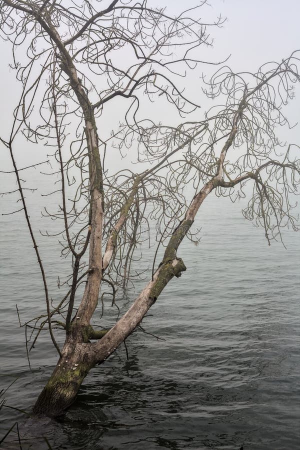Submerged and Bare Tree in a River on a Foggy Day Stock Image - Image ...
