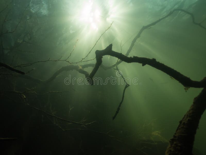 Submerged branch in lake stock photo. Image of backlight - 350947288