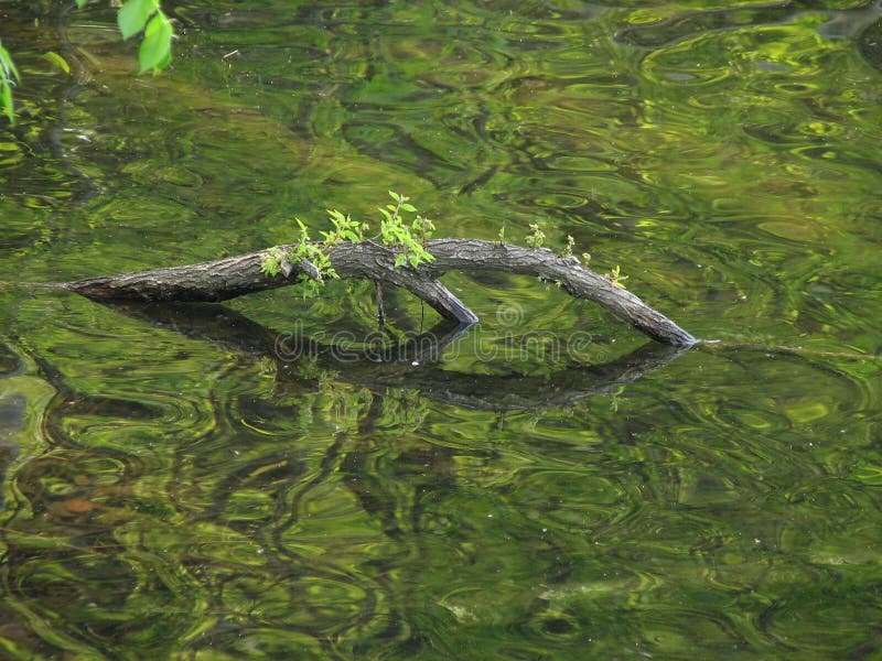 Submerged Branch in the Water Stock Photo - Image of jungle, amphibian ...