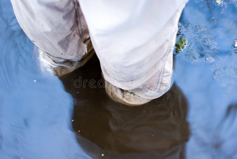 Submerged Feet stock photo. Image of marsh, murky, ecology - 4586628