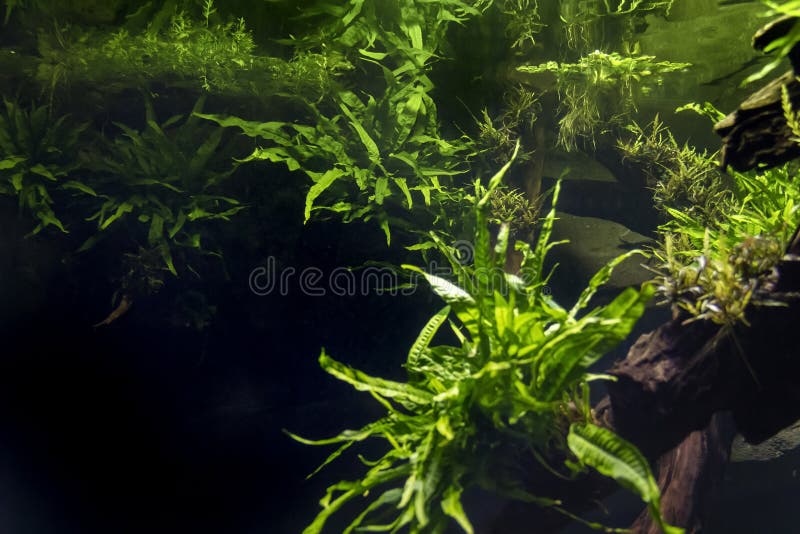 Submerged Freshwater Scenery Stock Image - Image of flora, timber ...