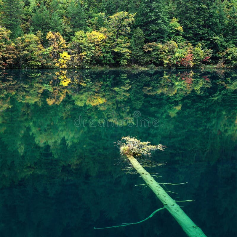 Submerged Log in the Clear Blue Lake Water Stock Illustration ...