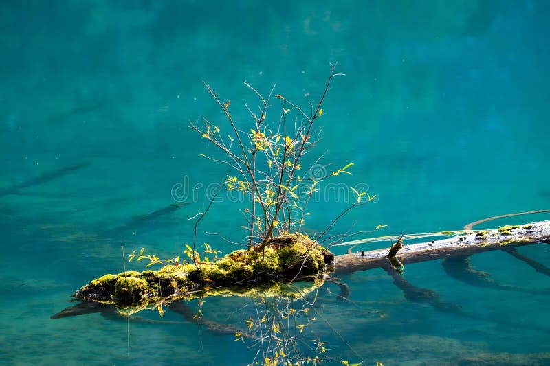 Submerged Log in Clear Water Stock Photo - Image of water, tranquility ...