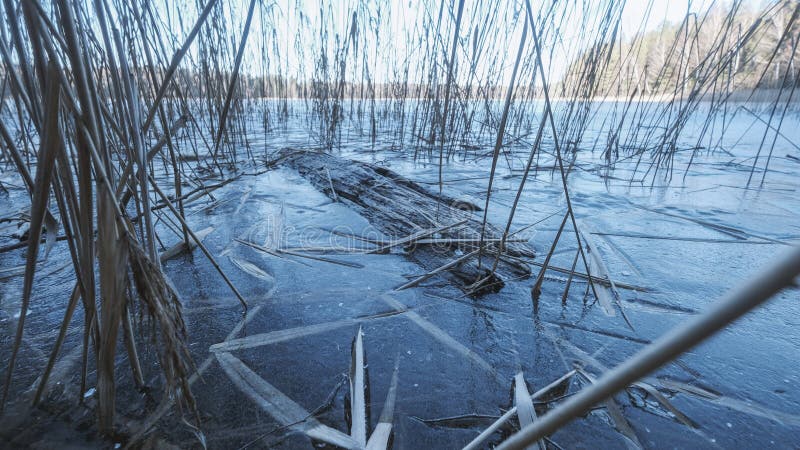 Submerged log in ice stock image. Image of lake, cold - 320131039