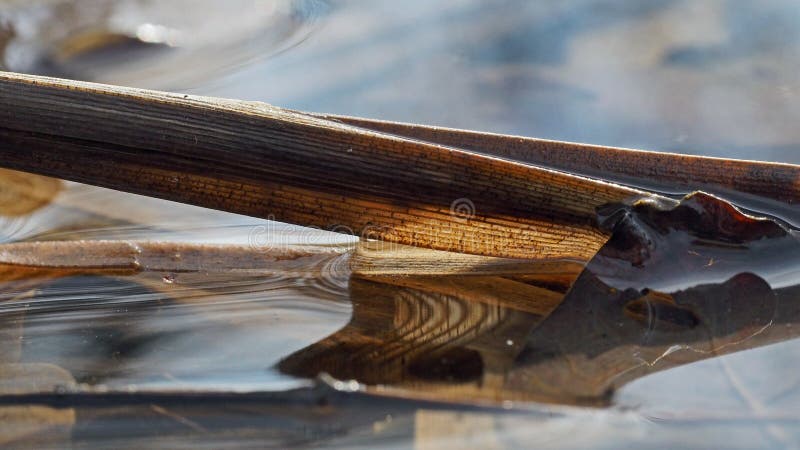 Submerged Reed stock photo. Image of water, reed, reflections - 118988858