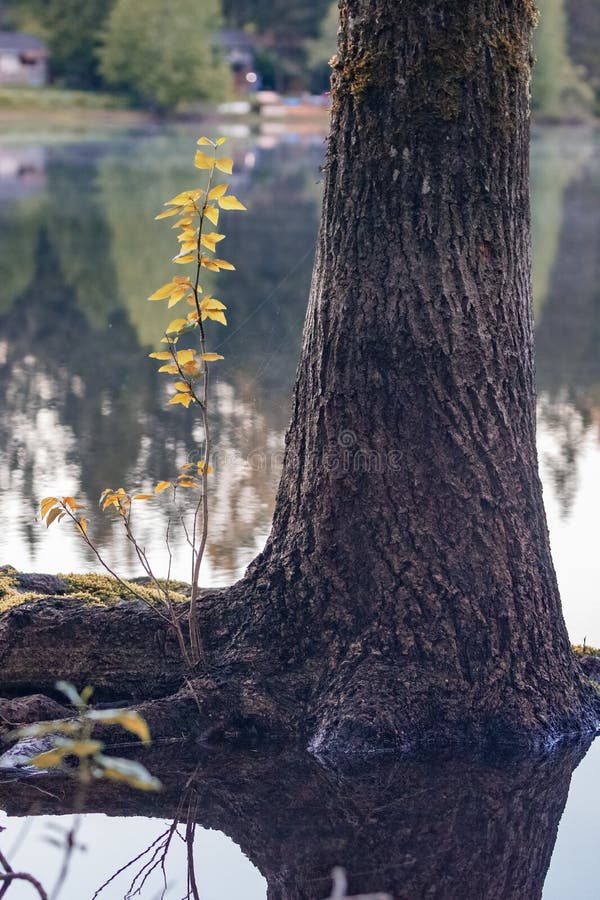 Root Base of a Pine Tree Growing Out of a Lake Stock Photo - Image of ...