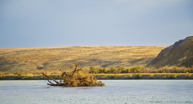 Submerged Tree in the River on a Background of Mountains Stock Image ...