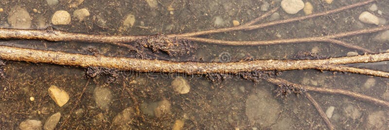 Submerged Tree Roots and Stones in Clear Shallow Water Capturing ...