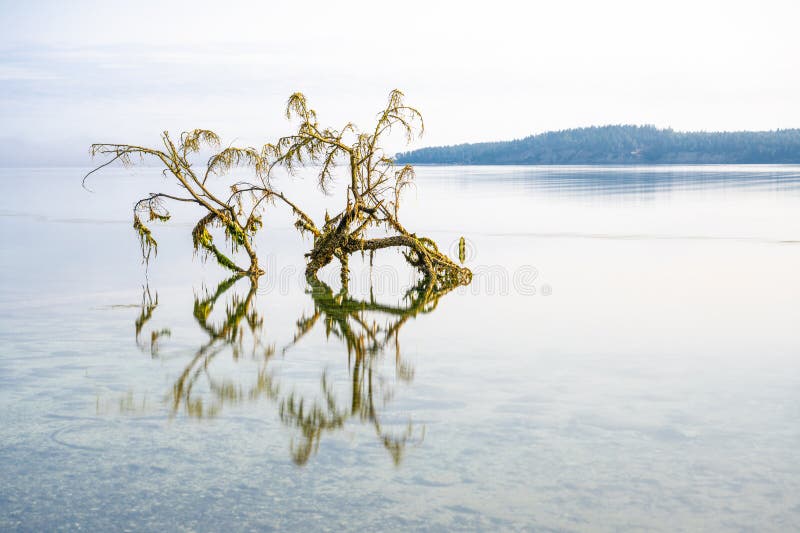 Submerged Tree stock photo. Image of sound, blue, gold - 371724272