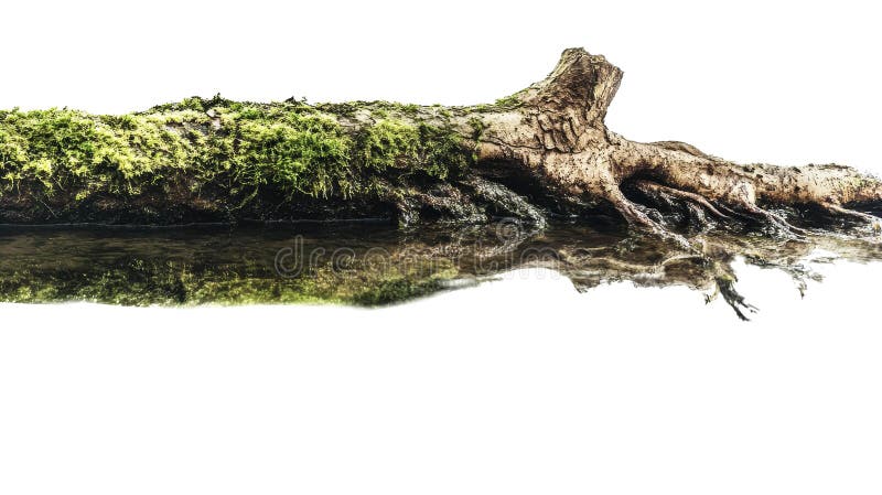 Submerged Tree Trunk with Green Moss and Roots Transparent Background ...